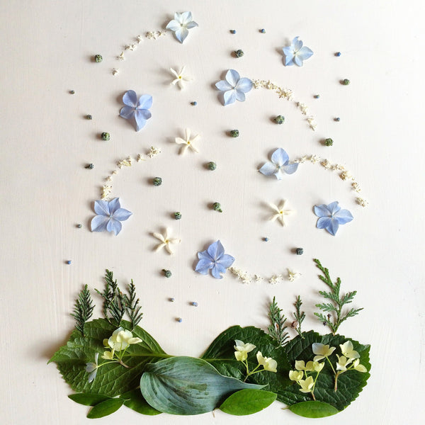 Stars – Flora Forager