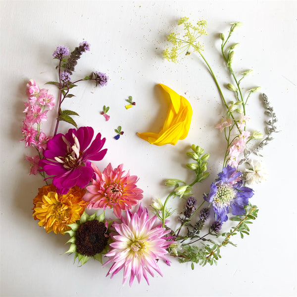 Fairy Moon – Flora Forager