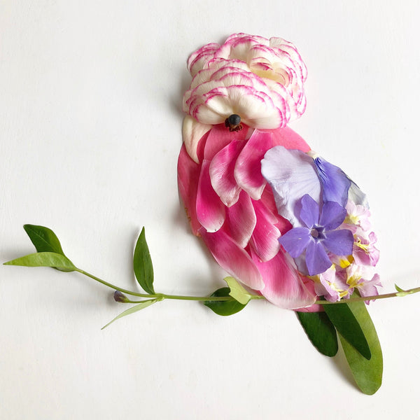 Galah – Flora Forager